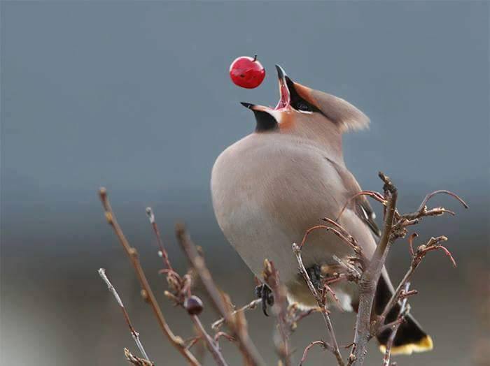 A Bird Catching a Berry