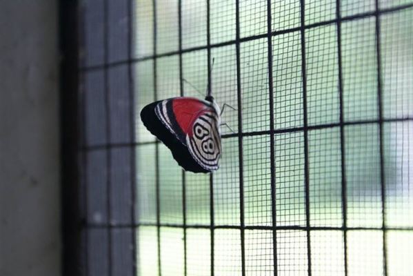 Spot the Oddity in this Butterfly Illusion